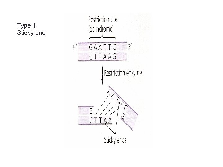 RECOMBINANT DNA What is genetic recombinant Study about