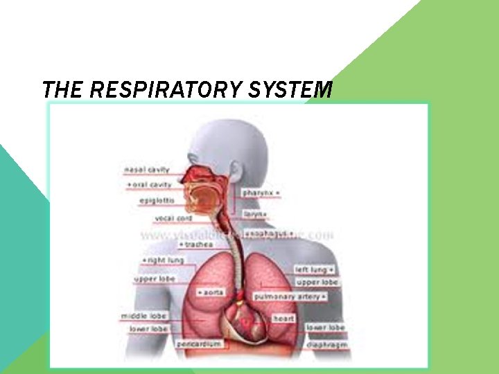 THE RESPIRATORY SYSTEM RESPIRATORY SYSTEM Is the set
