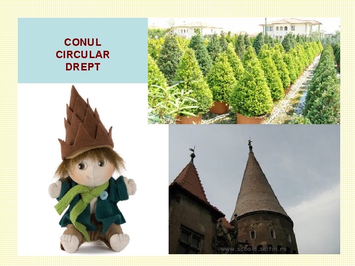 CONUL CIRCULAR DREPT 1 S generm un con