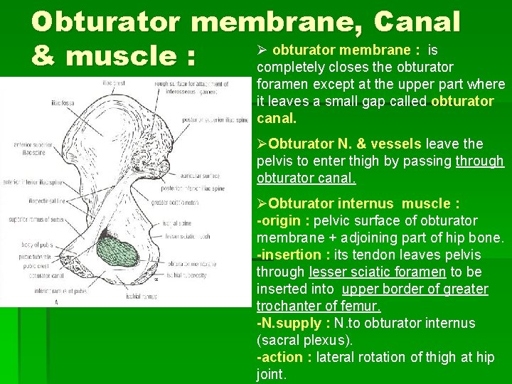Nerves of posterior abdominal wallspinal nerves Lumbar Plexus