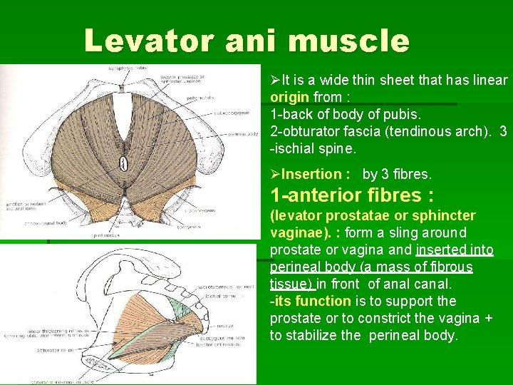 Nerves of posterior abdominal wallspinal nerves Lumbar Plexus