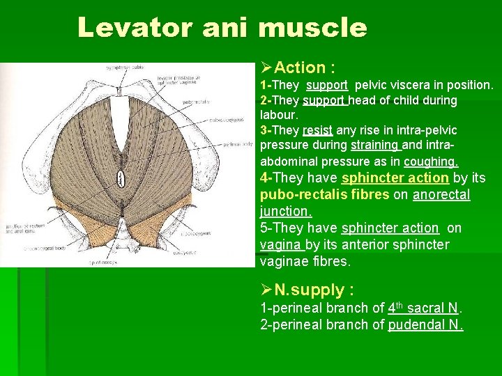 Nerves of posterior abdominal wallspinal nerves Lumbar Plexus