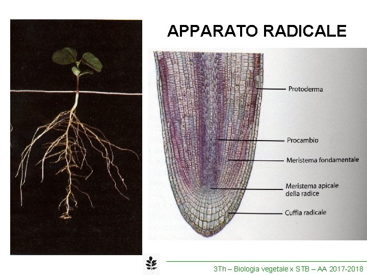 3 Th Biologia vegetale x STB AA 2017