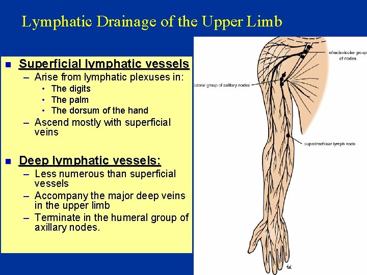 Anatomy of Arm Dr Fadel Naim Orthopedic Surgeon