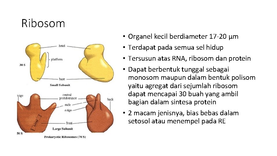 Gunadarma University Biokimia Bagian Bagian Sel Inti Mulyo