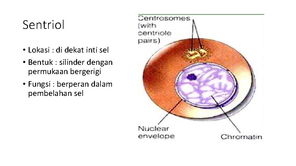 Gunadarma University Biokimia Bagian Bagian Sel Inti Mulyo