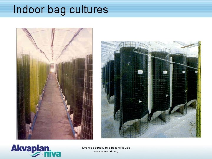 Algae its role species and production requirements Live