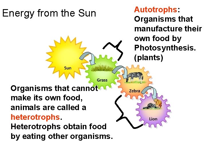 Photosynthesis How Energy is Obtained By Living Things