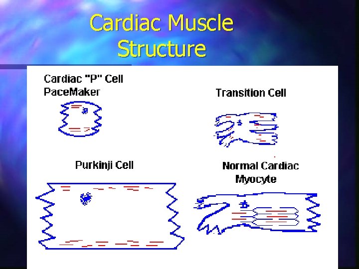 PHYSIOLOGY 1 LECTURE 23 CARDIAC MUSCLE EXCIT CONT