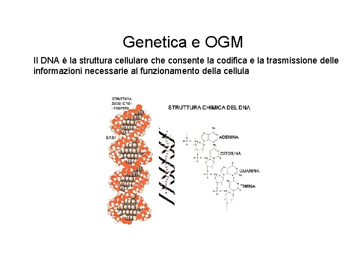Genetica e OGM Il DNA la struttura cellulare