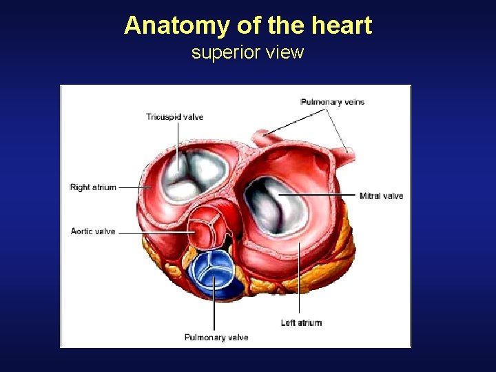 Anatomy of the heart Dr SIA KOON KET