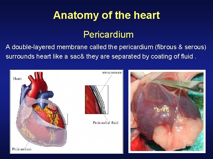 Anatomy of the heart Dr SIA KOON KET