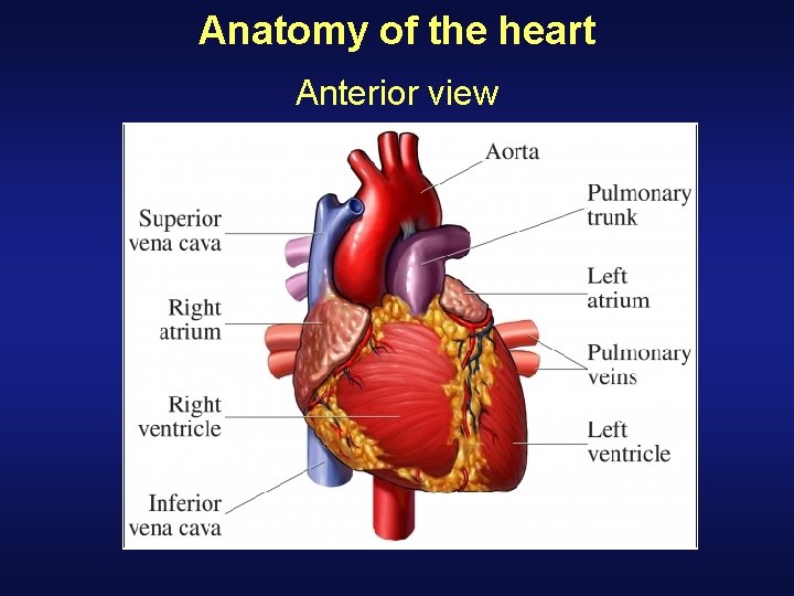 Anatomy of the heart Dr SIA KOON KET