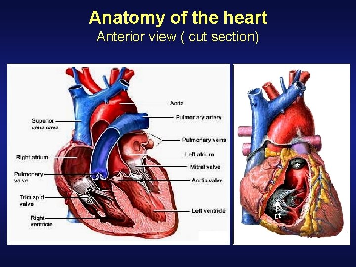 Anatomy of the heart Dr SIA KOON KET
