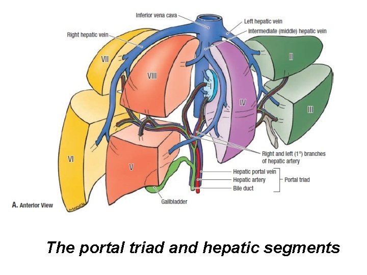 THE LIVER HEPAR The major organ of metabolism