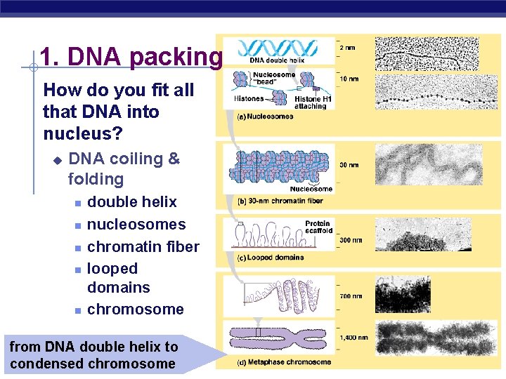 Control of Eukaryotic Genes AP Biology The BIG
