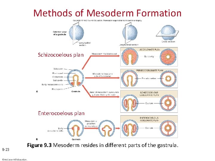 Integrated Principles of Zoology 17 th edition Mc