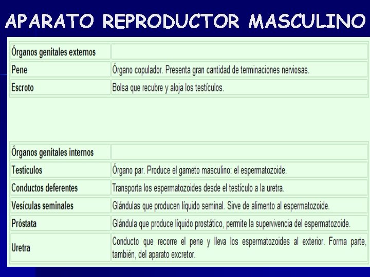 APARATO REPRODUCTOR La funcin reproductora y su evolucin