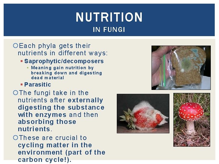 SURVEY THROUGH THE KINGDOMS NUTRITI ON in bacteria