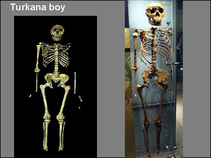 FIRST HUMANS Prehistory 3500 B C HOW DO