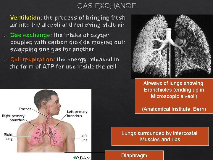 GAS EXCHANGE Ventilation the process of bringing fresh