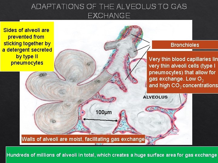 GAS EXCHANGE Ventilation the process of bringing fresh