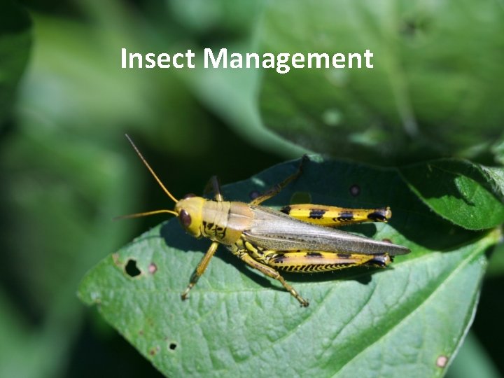 Insect Management Know your system What is the