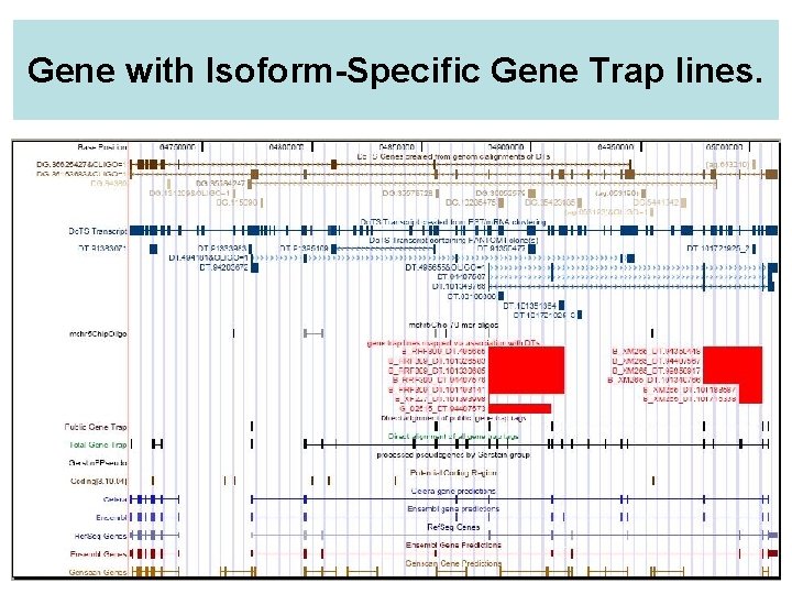 Hot Spots for GeneTrap Insertion Agenda Gene trap