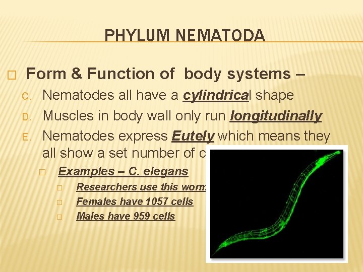 Nematoda ZOOLOGY 2015 PHYLUM NEMATODA Adaptive Benefits of