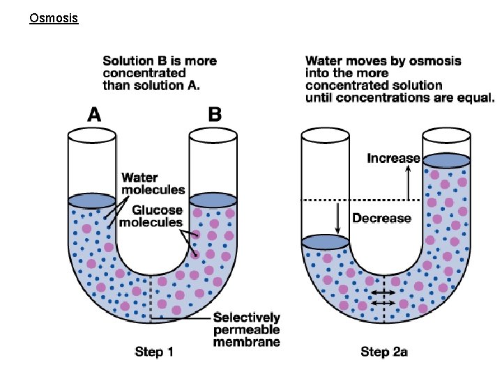 How does water move in the body The