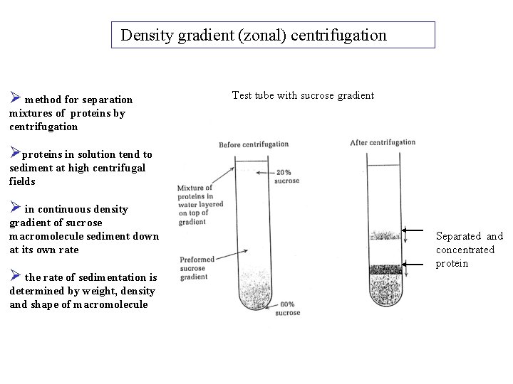 BIOCHEMICAL METHODS USED IN PROTEN PURIFICATION AND CHARACTERIZATION