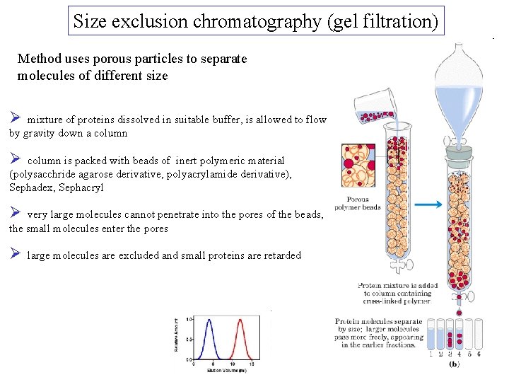 BIOCHEMICAL METHODS USED IN PROTEN PURIFICATION AND CHARACTERIZATION