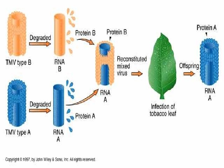 EXPERIMENT FOR RNA TMV EXPERIMENT FraenkelConrat and coworkers
