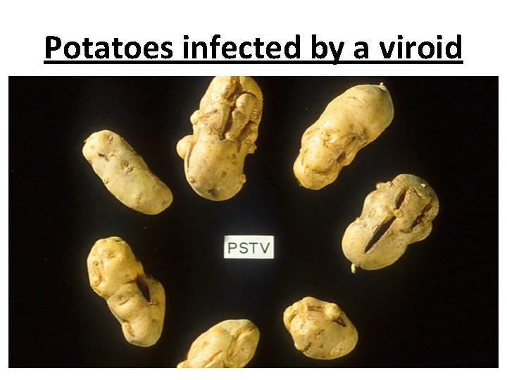 EXPERIMENT FOR RNA TMV EXPERIMENT FraenkelConrat and coworkers