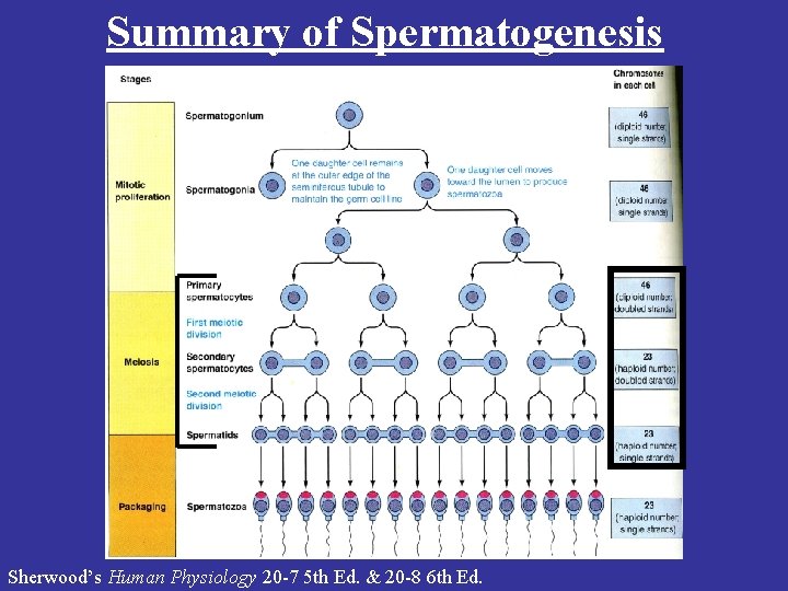 Spermatogenesis Spermatids differentiate into spermatozoa sperm From ...