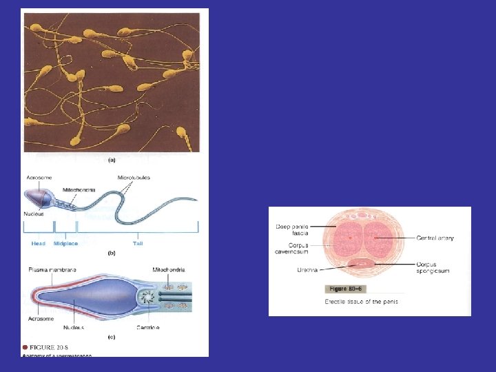 Spermatogenesis Spermatids differentiate into spermatozoa sperm From ...