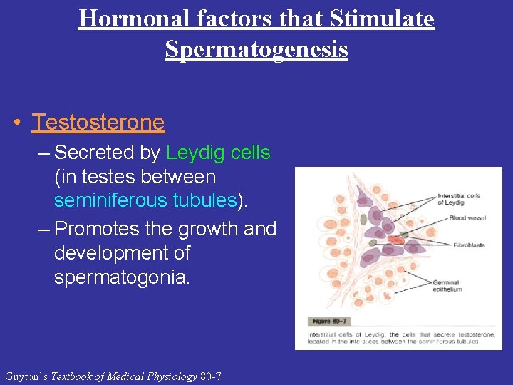 Spermatogenesis Spermatids differentiate into spermatozoa sperm From ...