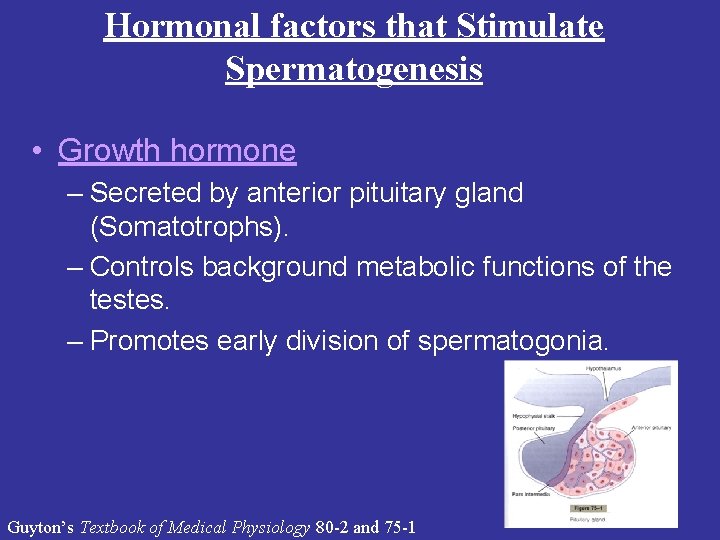 Spermatogenesis Spermatids differentiate into spermatozoa sperm From ...