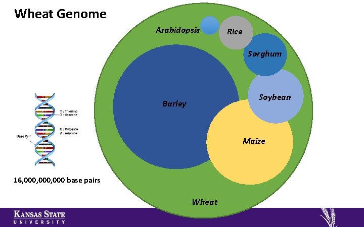 The Future of Wheat Genomics to Accelerate Wheat