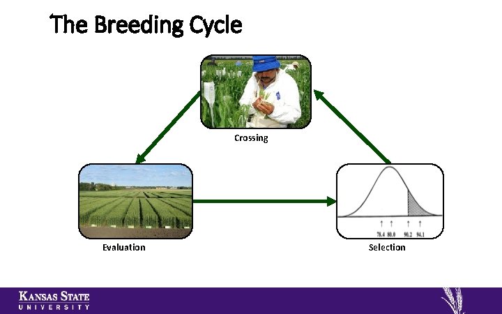 The Future of Wheat Genomics to Accelerate Wheat