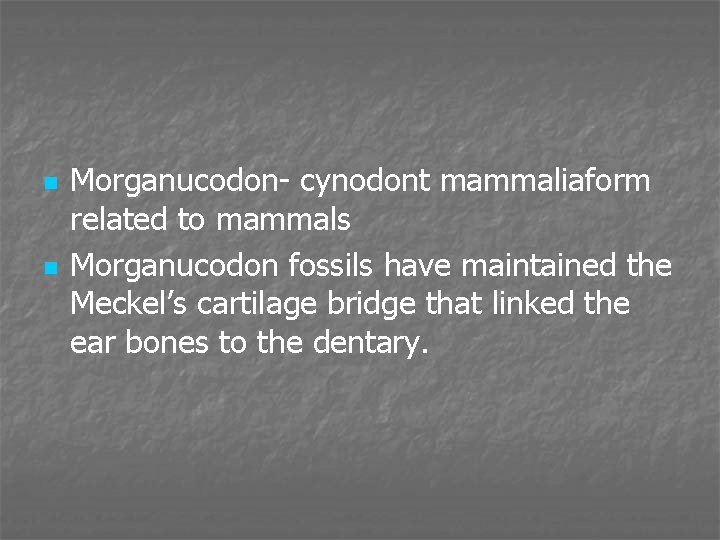 The Evolution of Middle Ear Bones in Mammals