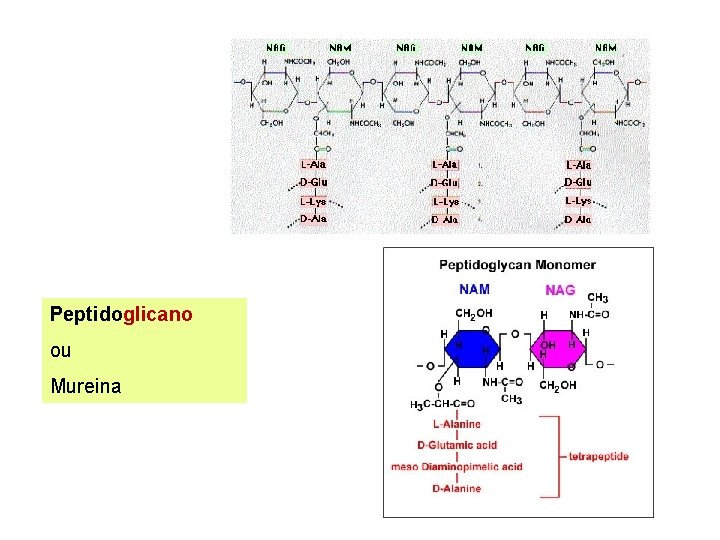 Morfologia e Estrutura das Bactrias Os trs domnios