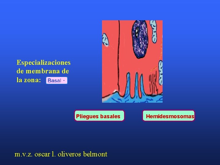 TEJIDO EPITELIAL Subtema Epitelial de Revestimiento m v