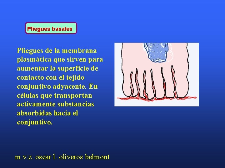 TEJIDO EPITELIAL Subtema Epitelial de Revestimiento m v