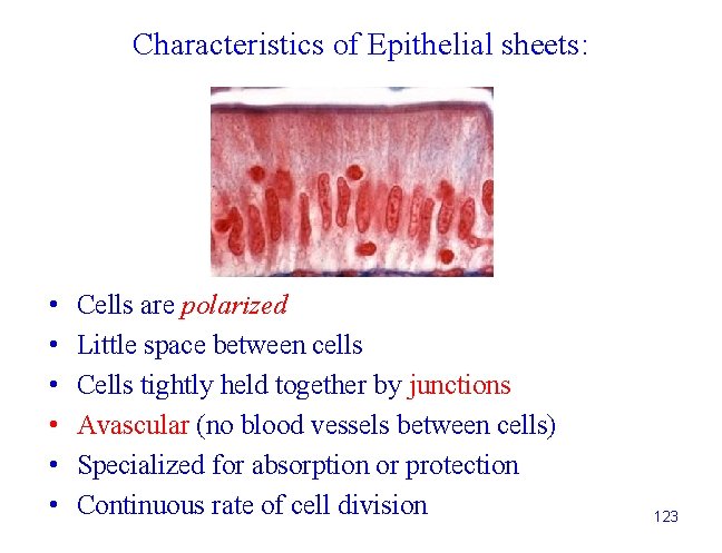 TISSUES Tissues are collections of specialized cells and