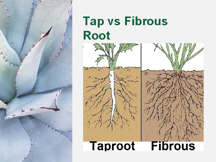 PLANT PROJECT Due April 1920 Supplies Bradded folder