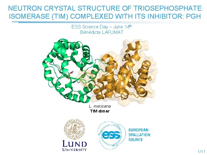 NEUTRON CRYSTAL STRUCTURE OF TRIOSEPHOSPHATE ISOMERASE TIM COMPLEXED
