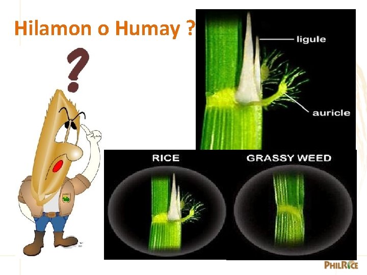 MORPHOLOGY SANG HUMAY Una nga bahin Pagintiende sang