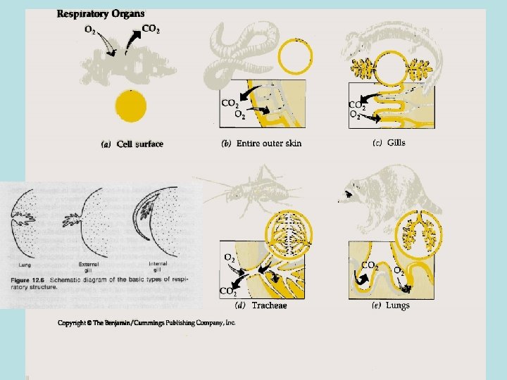GENERAL AND COMPARATIVE ANIMAL PHYSIOLOGY Biology 556 Lecture