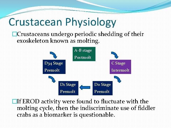 Is EROD activity affected by the molting cycle